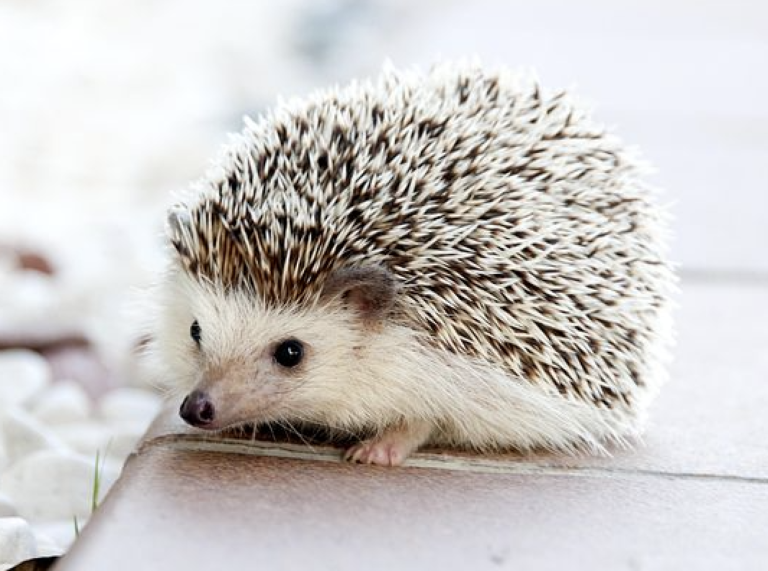 PythonでBigQueryへのアクセス、データ操作を行う方法 | DA-SYS（デーシス）